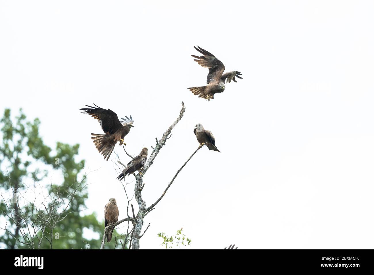 Black kite in nature Cut Out Stock Images & Pictures - Alamy