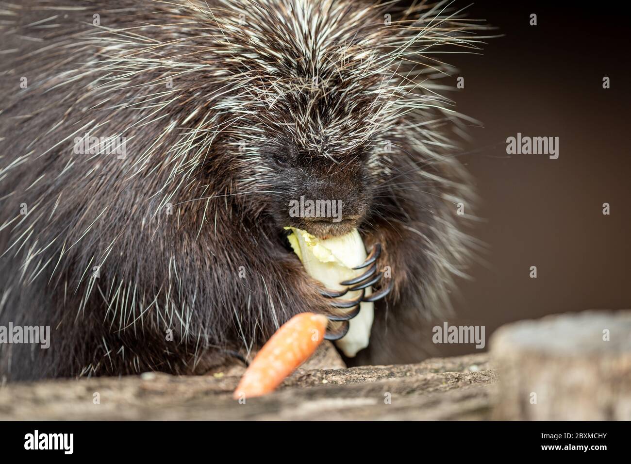 Porcupine quill art hi-res stock photography and images - Alamy