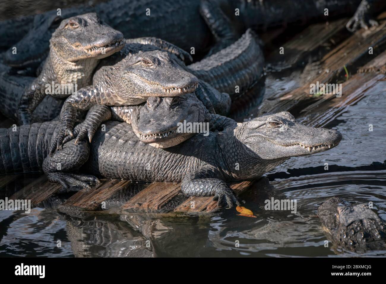 Crocodile laying in sun hi-res stock photography and images - Alamy