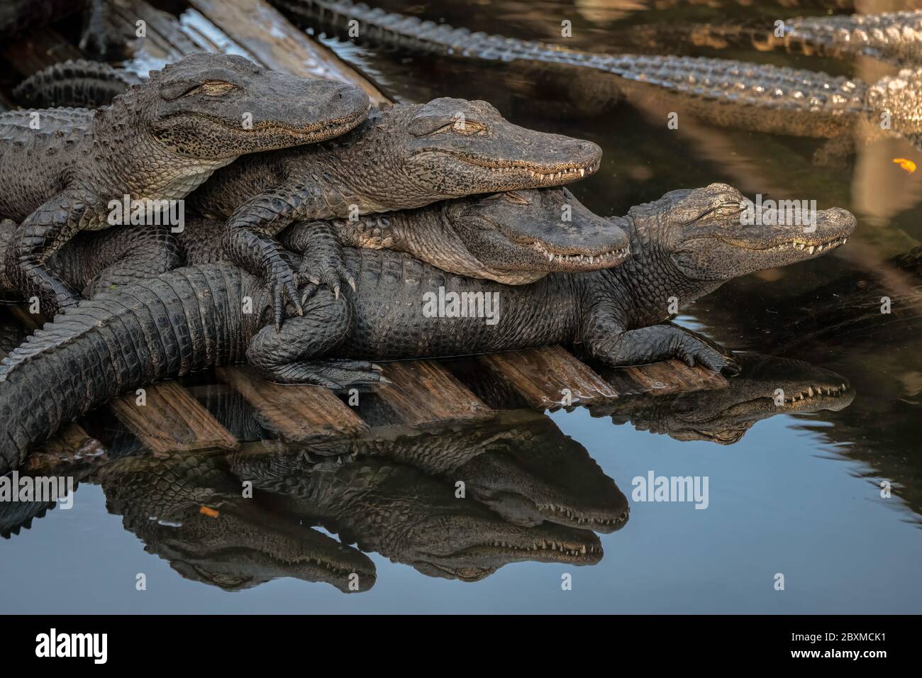 Crocodile laying in sun hi-res stock photography and images - Alamy