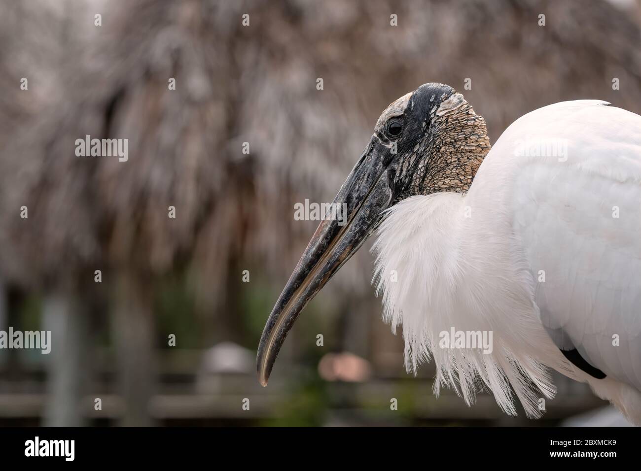 Close up of a wood stork showing the details in its feathers, head, and ...