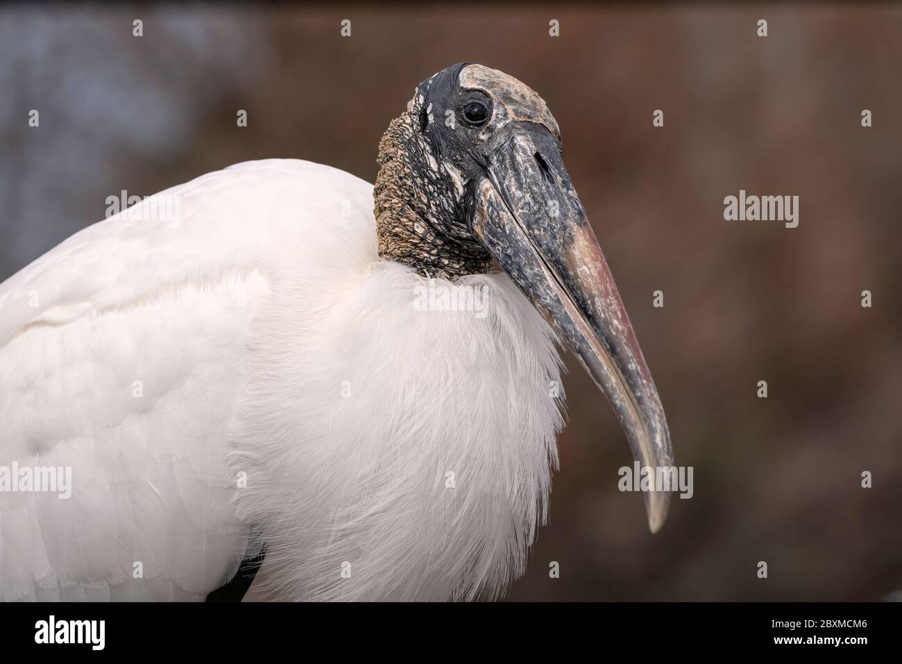 Gray Stork High Resolution Stock Photography and Images - Alamy