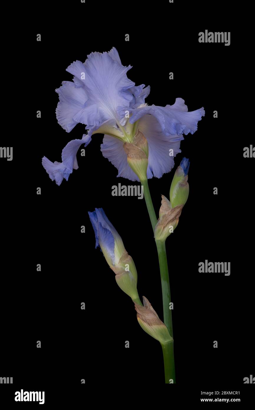 Side view of a light purple (blue) bearded iris against a black ...