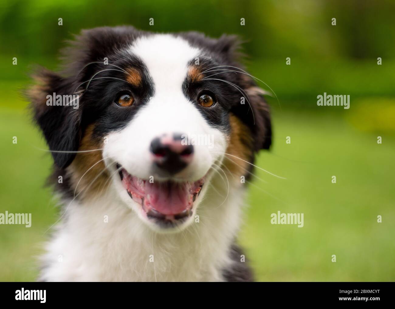 Australian shepherd puppy Stock Photo - Alamy