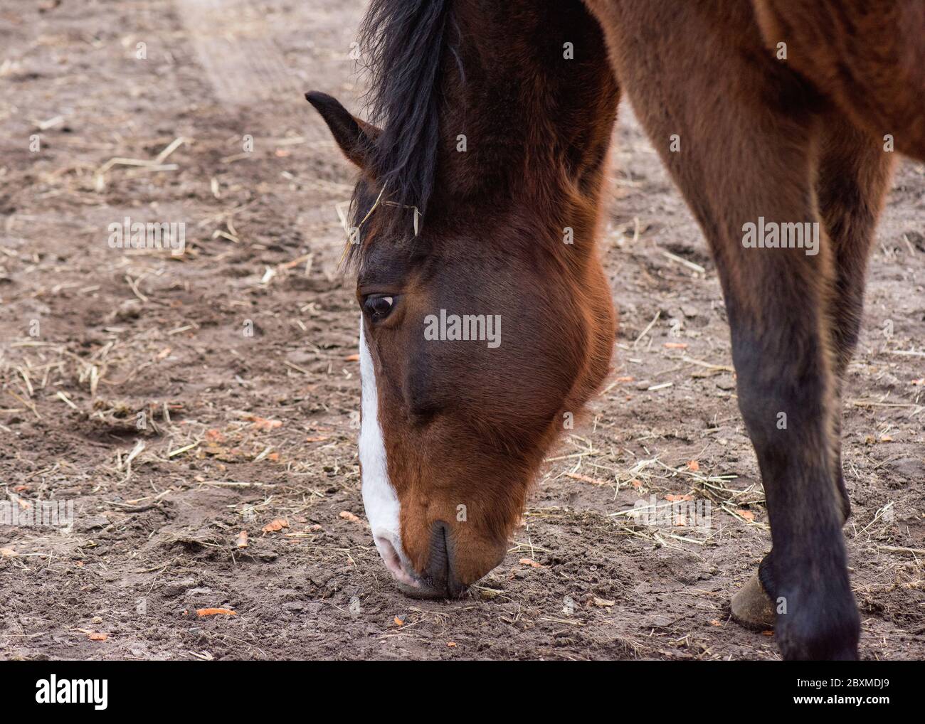Horse eating straw Stock Photo - Alamy