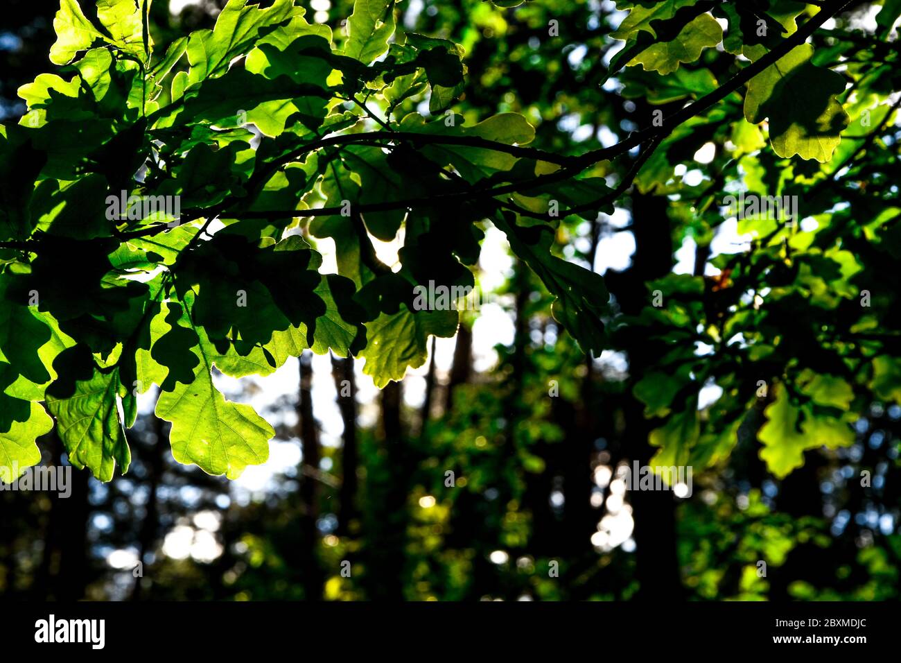 Big bright leaves on a green tree, Summer forest landscape. Green trees ...