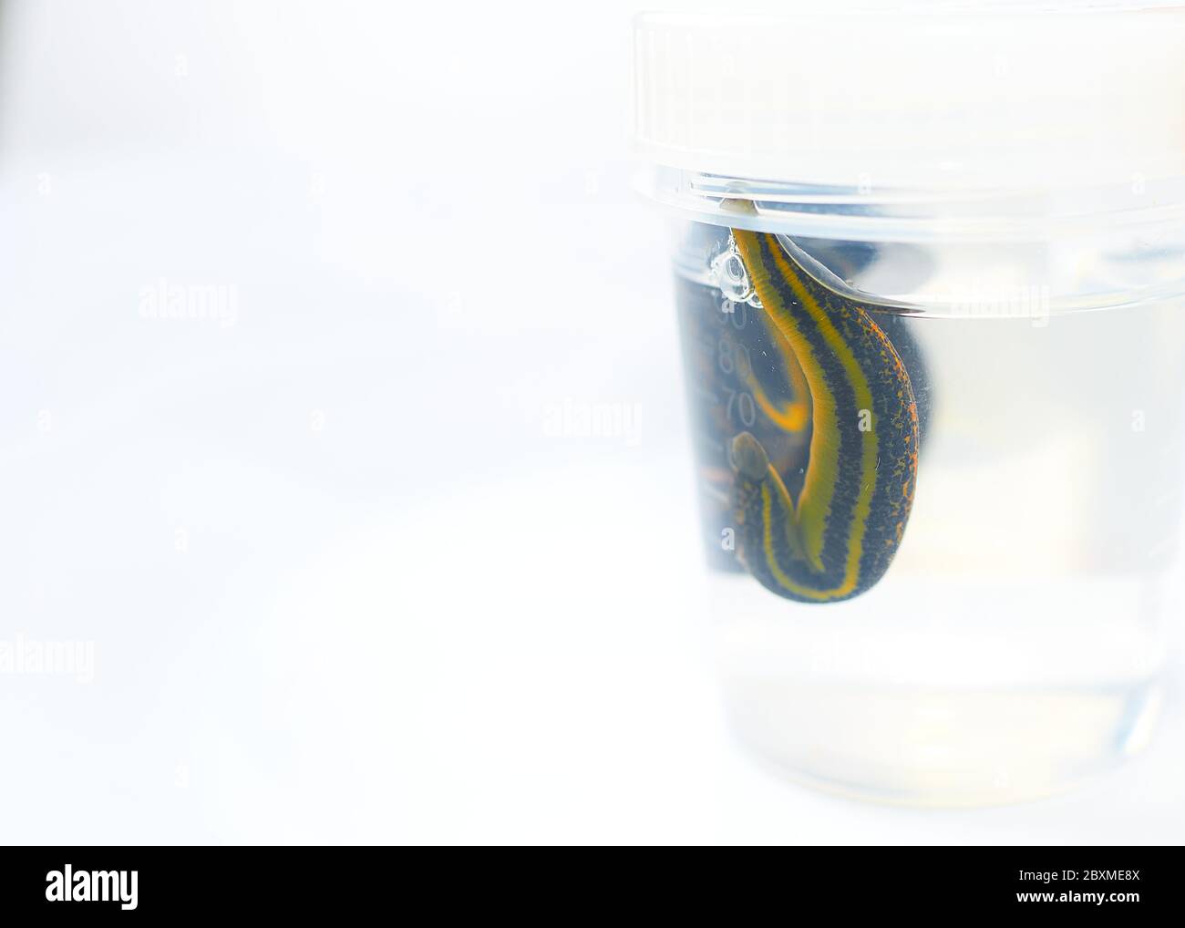 Bank with leeches - hirudotherapy, medical leeches in a glass in water ...