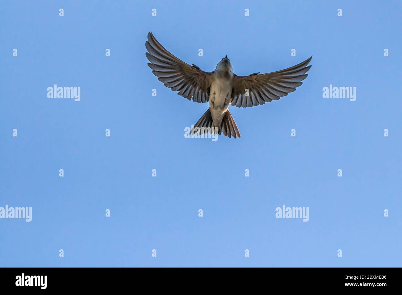 Barn swallow wings out hi-res stock photography and images - Alamy