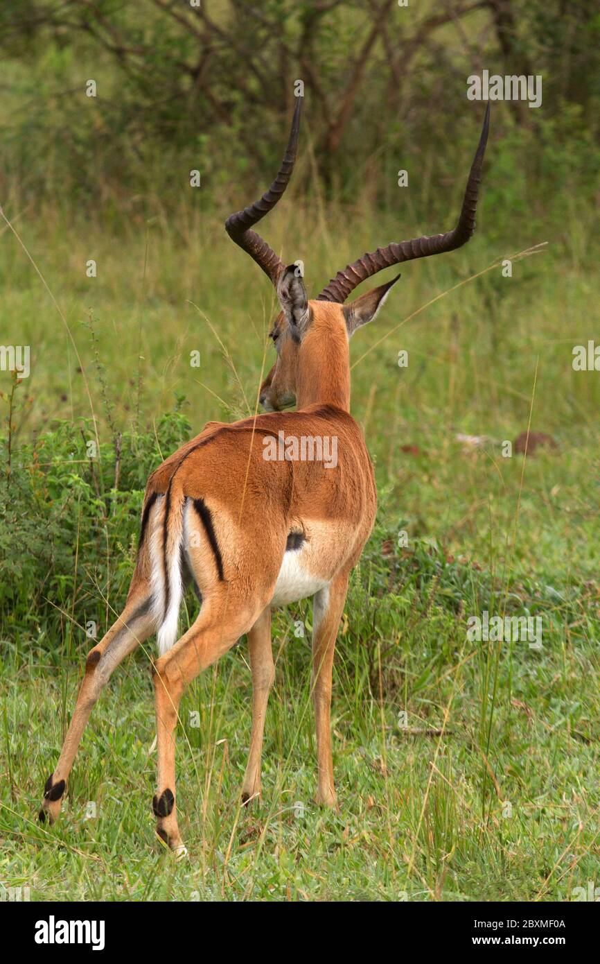 An Impala ram marks his territory. Harem masters will have a distinct ...