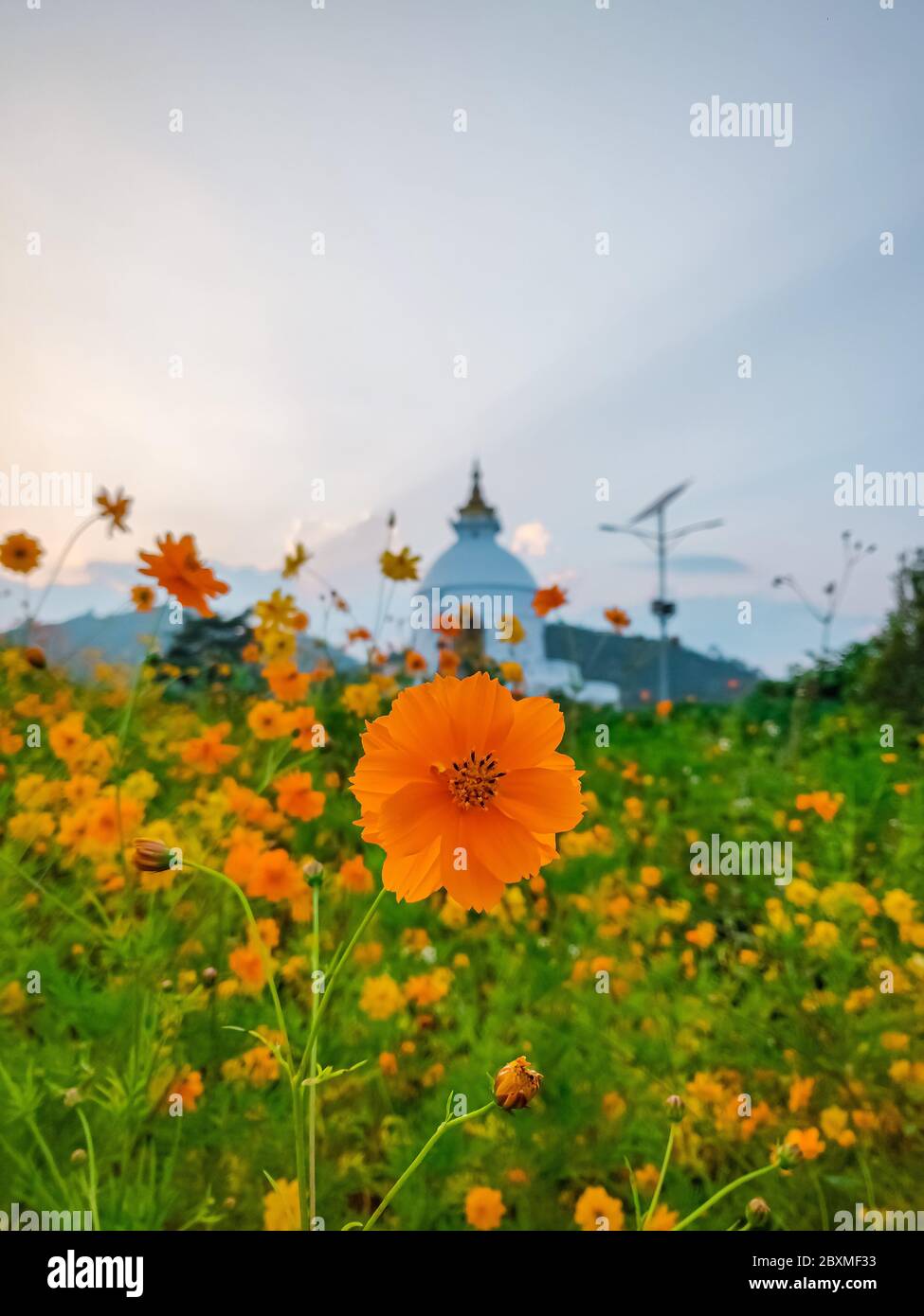 Peace symbol flower hi-res stock photography and images - Alamy