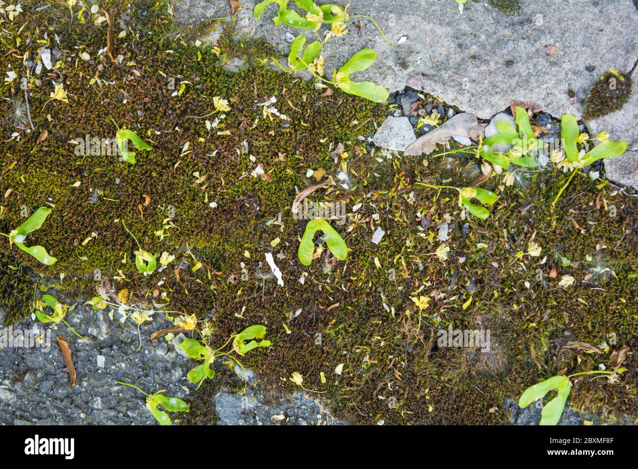 Winged seed structure hi-res stock photography and images - Alamy