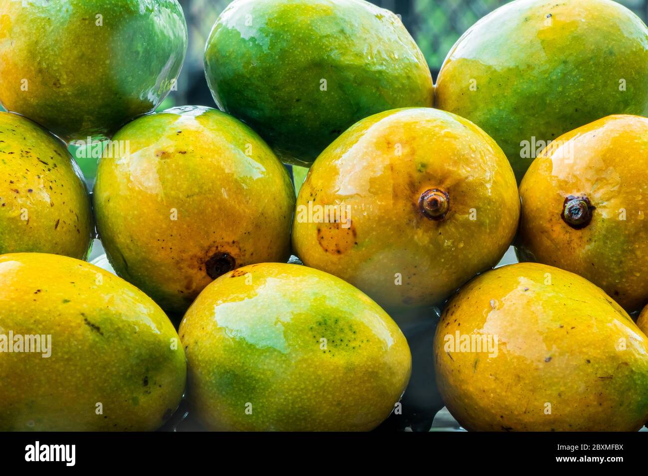 Alphonso mango hi-res stock photography and images - Alamy
