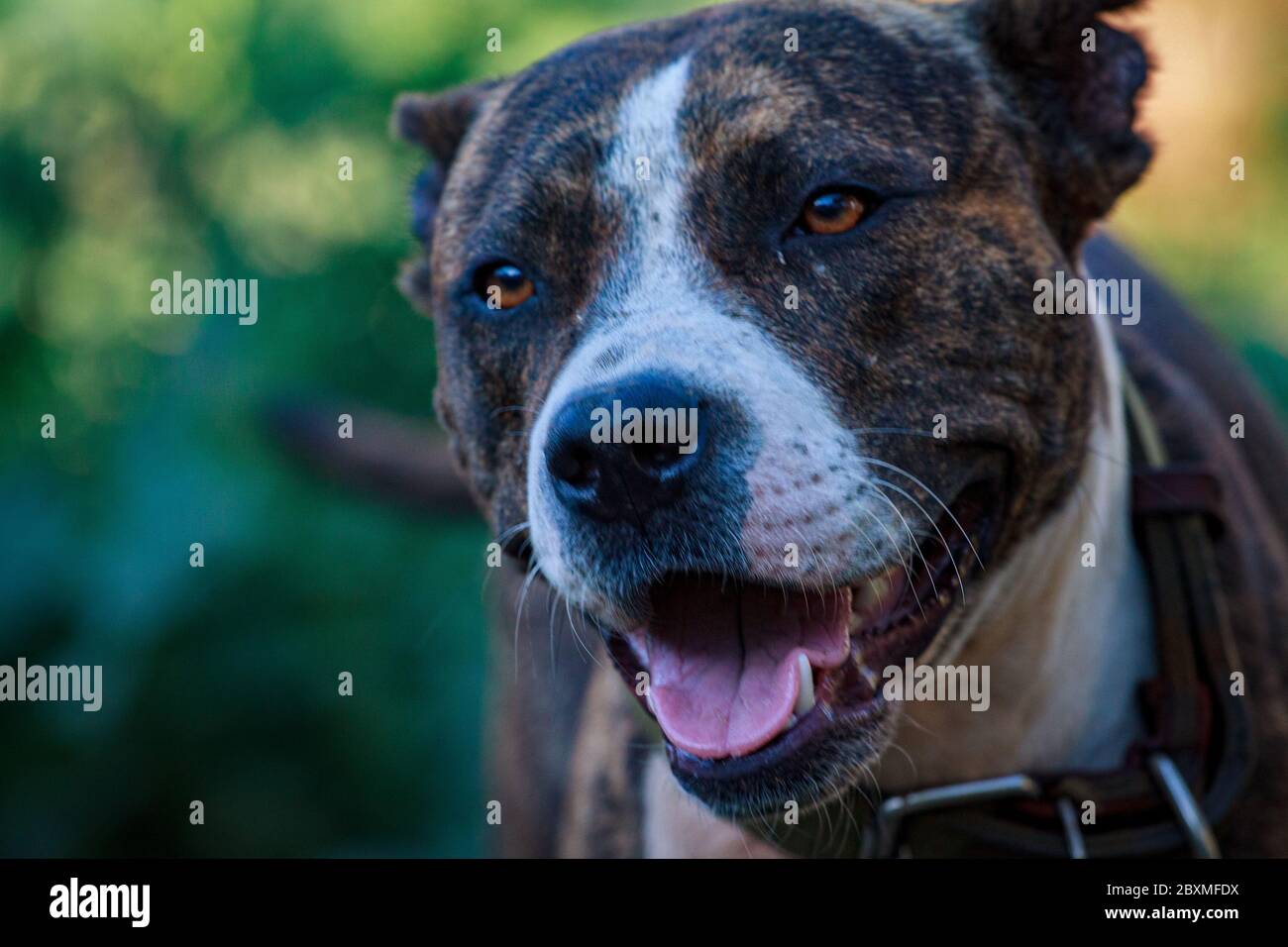 Muzzle of a large evil guard dog with large teeth close-up. The open ...