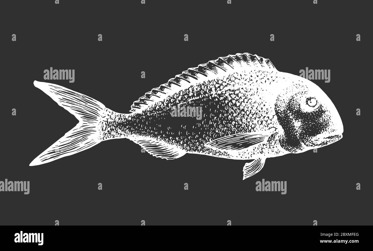 Hand drawn dorado illustration. Vector fish illustration on chalk board ...
