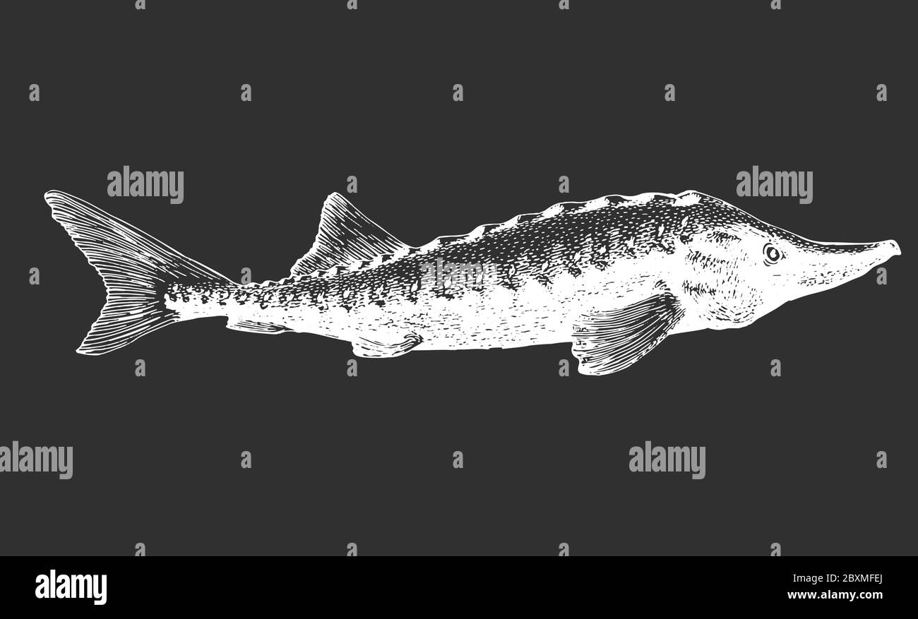 Sturgeon drawing hi-res stock photography and images - Alamy