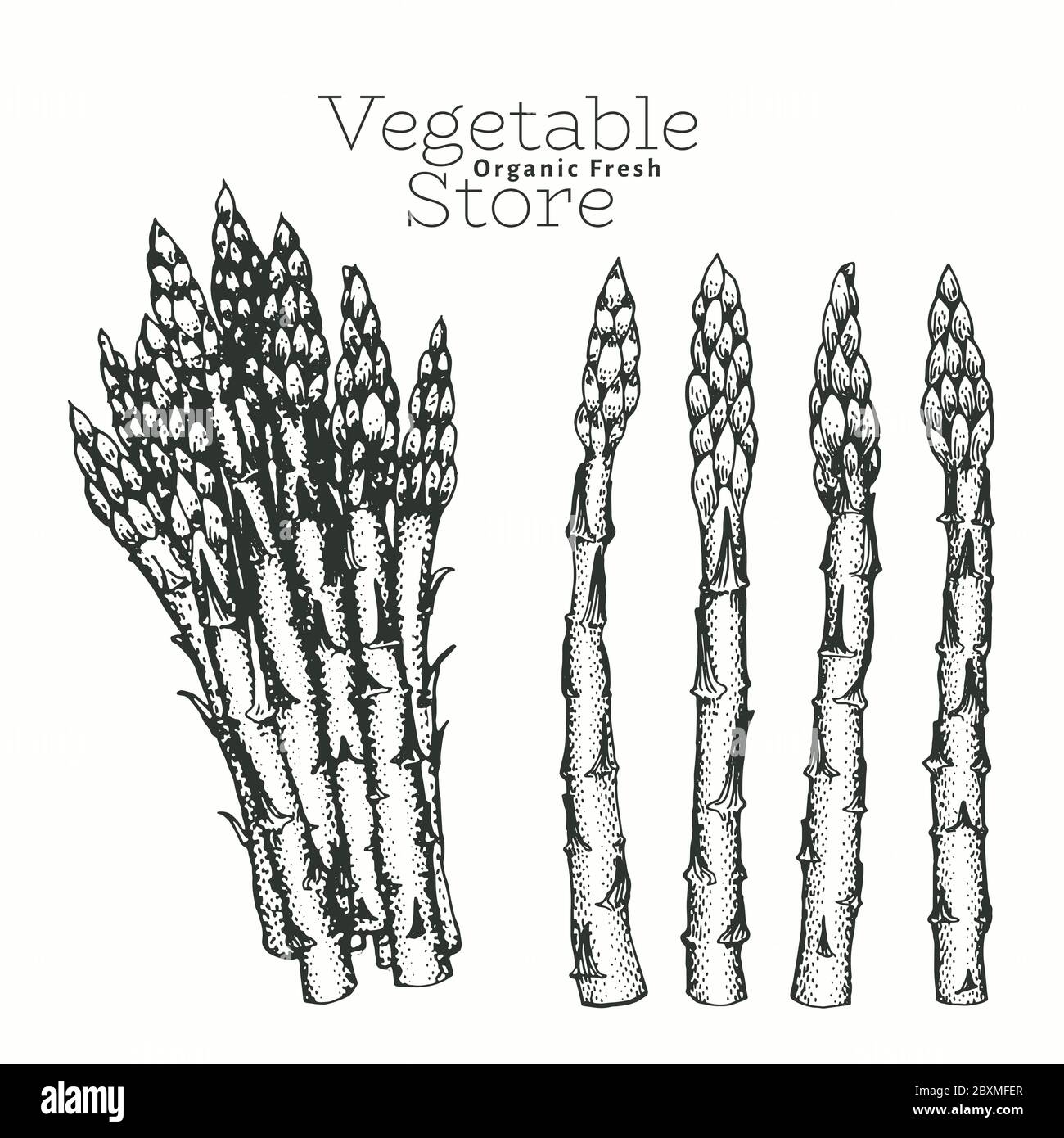 Hand drawn asparagus illustrations. Vector illustrations Stock Vector ...