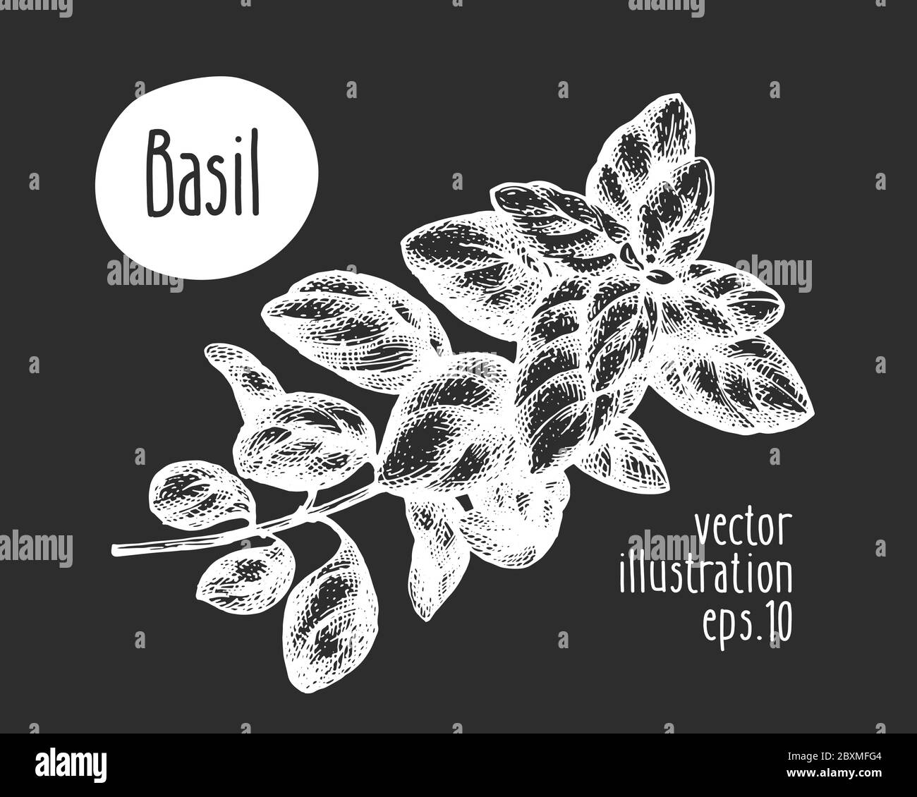 Hand drawn basil illustration. Vector herb sketch on chalk board Stock ...