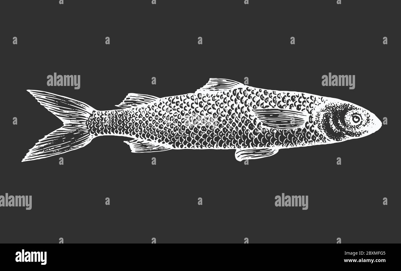 Hand drawn mullet illustration. Vector fish illustration on chalk board ...