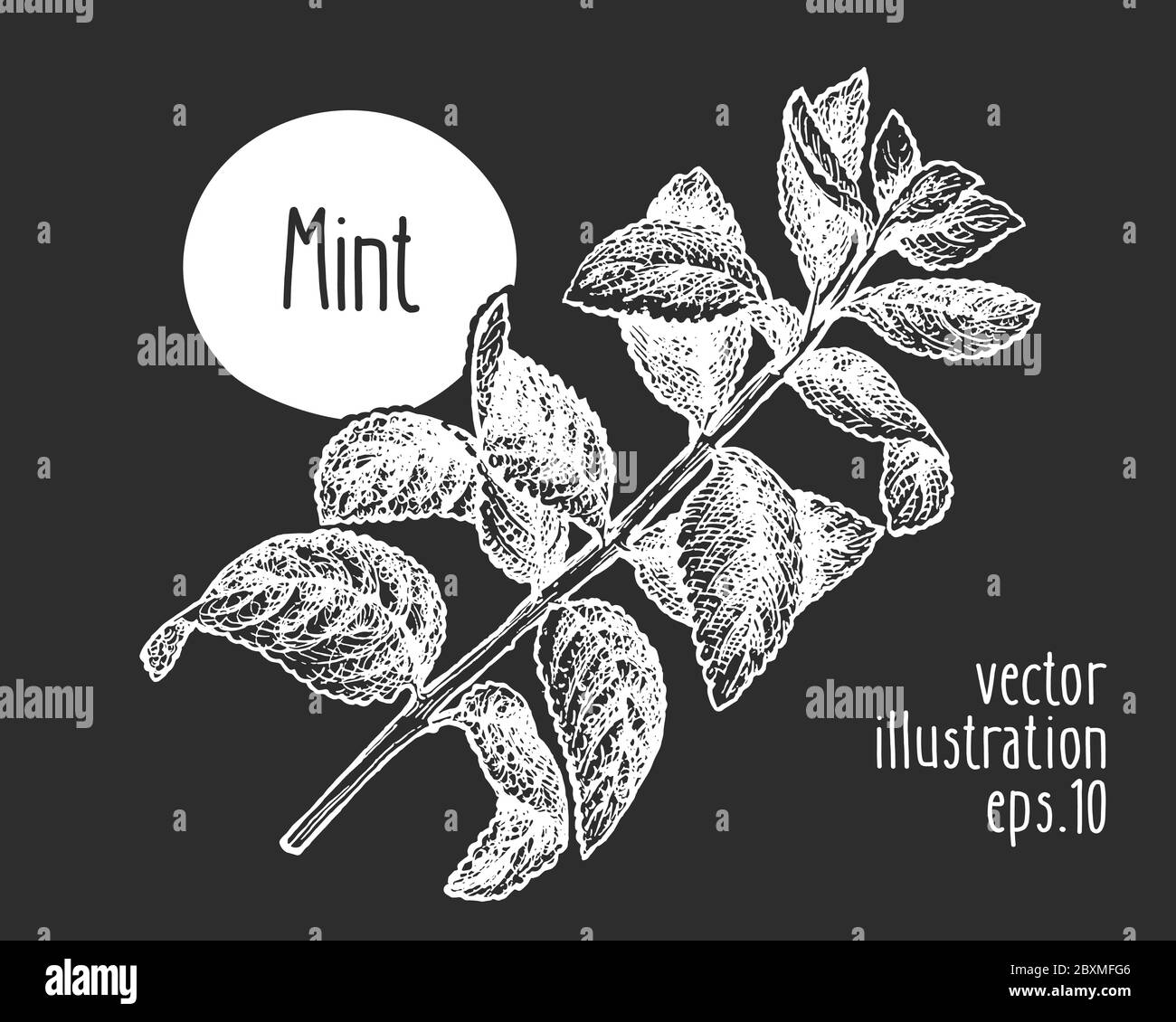 Hand drawn mint illustration. Vector herb sketch on chalk board Stock ...