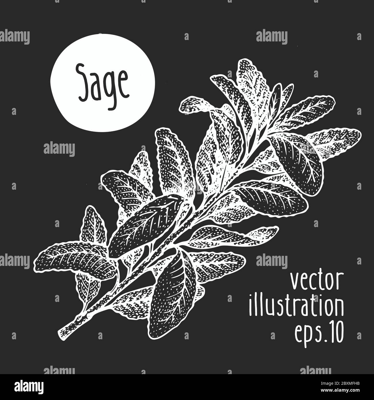 Hand drawn sage illustration. Vector herb sketch on chalk board Stock ...
