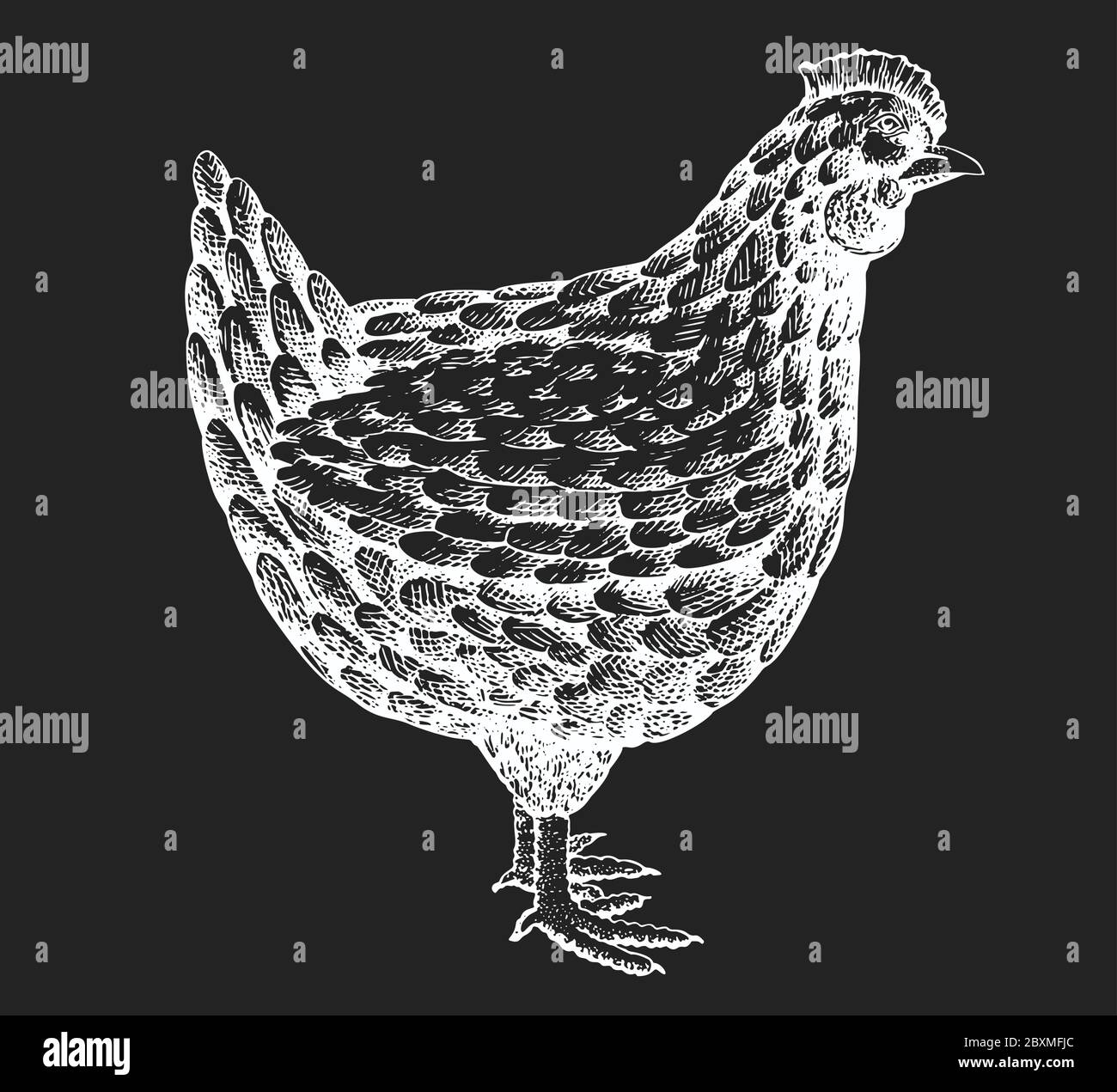 Hand drawn farm bird illustration. Vector poultry sketch on chalk board ...