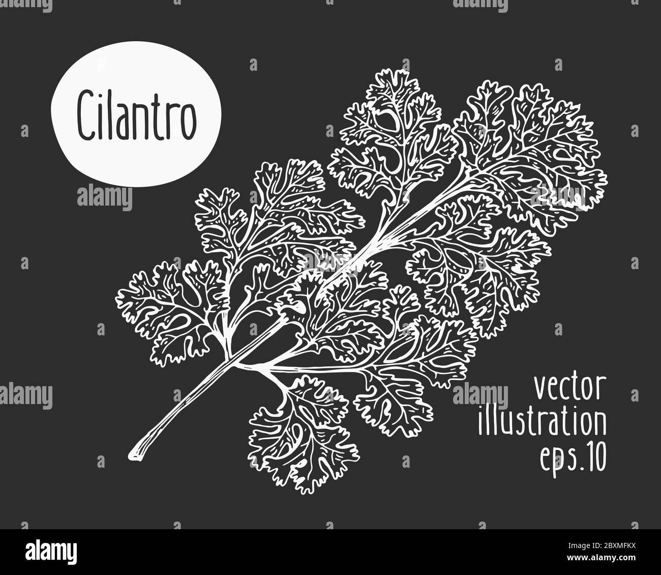 Hand drawn cilantro illustration. Vector herb sketch on chalk board ...