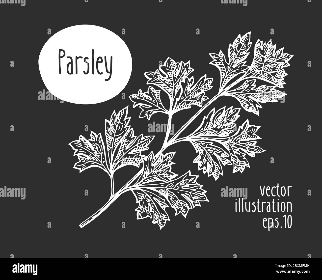 Hand drawn parsley illustration. Vector herb sketch on chalk board ...
