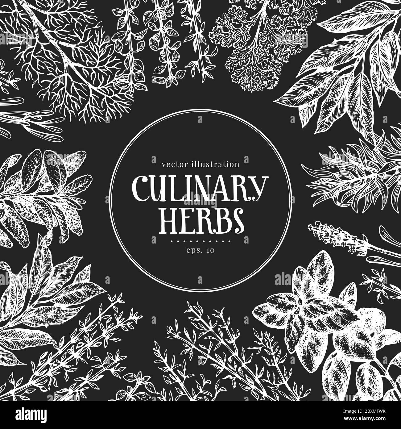Hand drawn culinary herbs design template. Vector illustrations on ...
