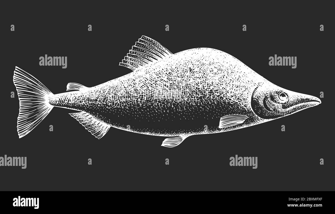 Hand drawn pink salmon illustration. Vector fish illustration on chalk ...