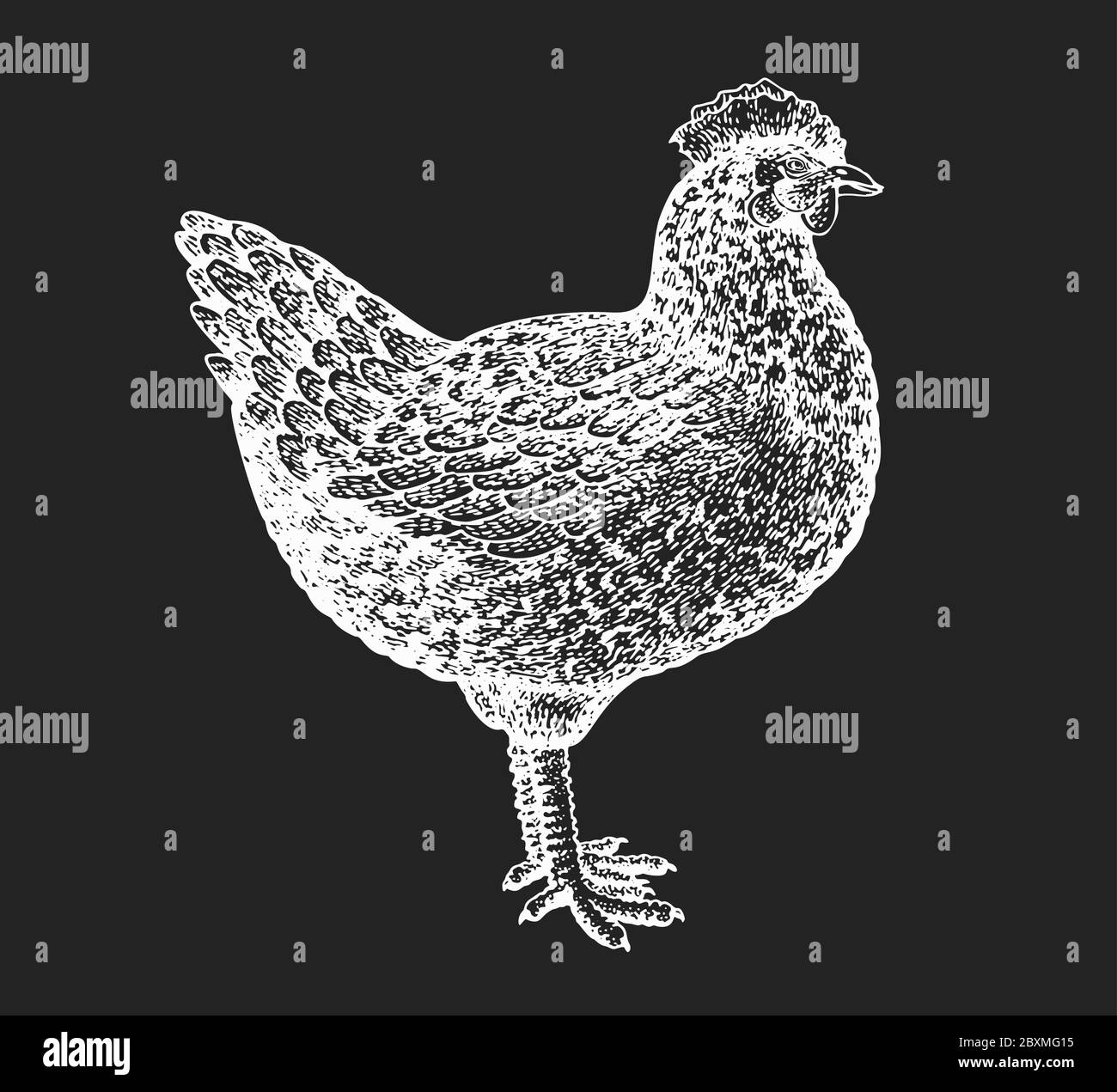 Hand drawn farm bird illustration. Vector poultry sketch on chalk board ...