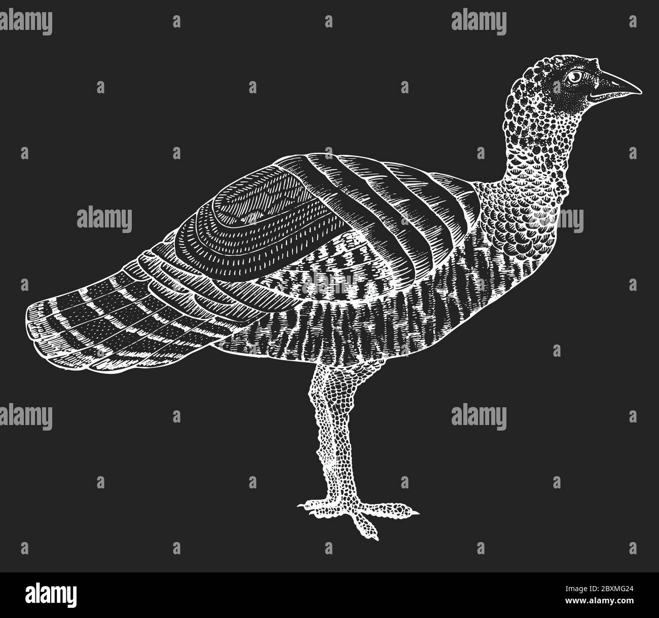 Hand drawn farm bird illustration. Vector poultry sketch on chalk board ...