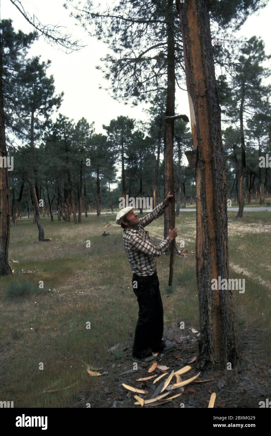 Bark Stripping High Resolution Stock Photography and Images - Alamy