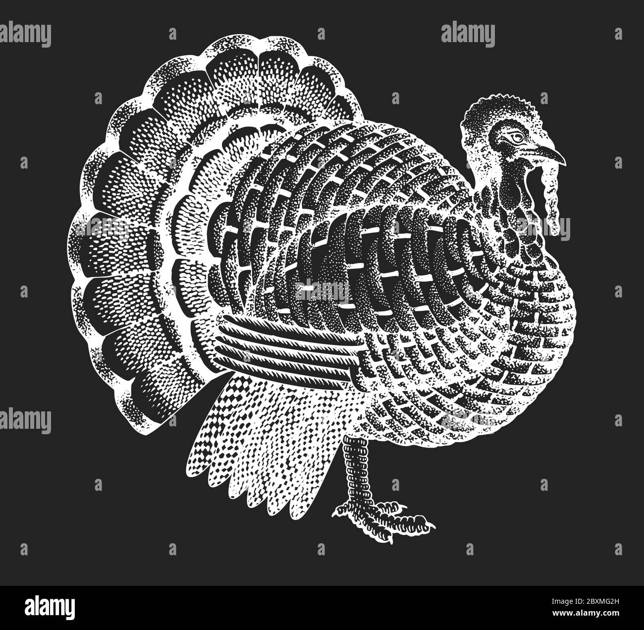 Hand drawn farm bird illustration. Vector poultry sketch on chalk board ...