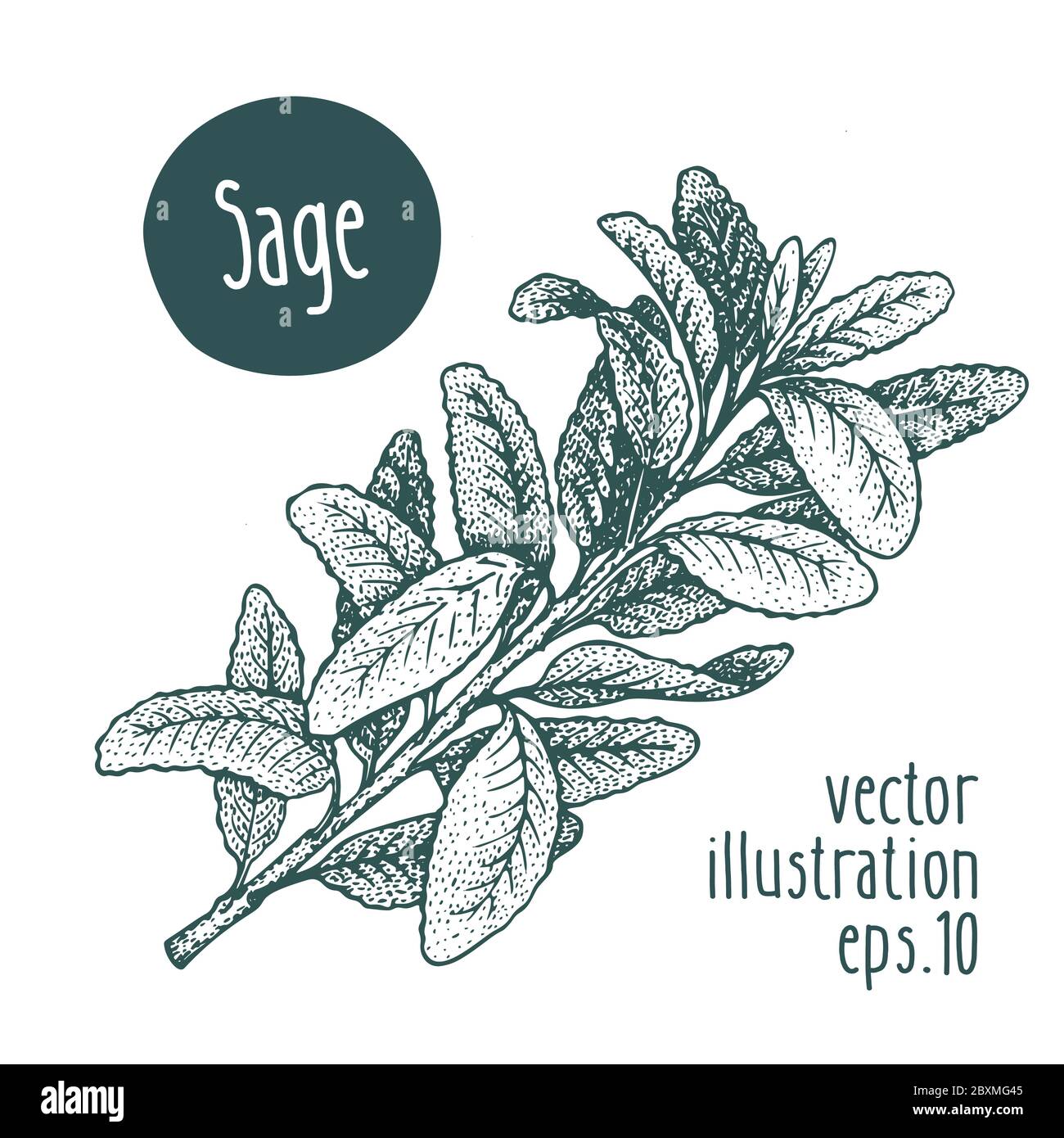 Hand drawn sage illustration. Vector herb sketch Stock Vector Image ...