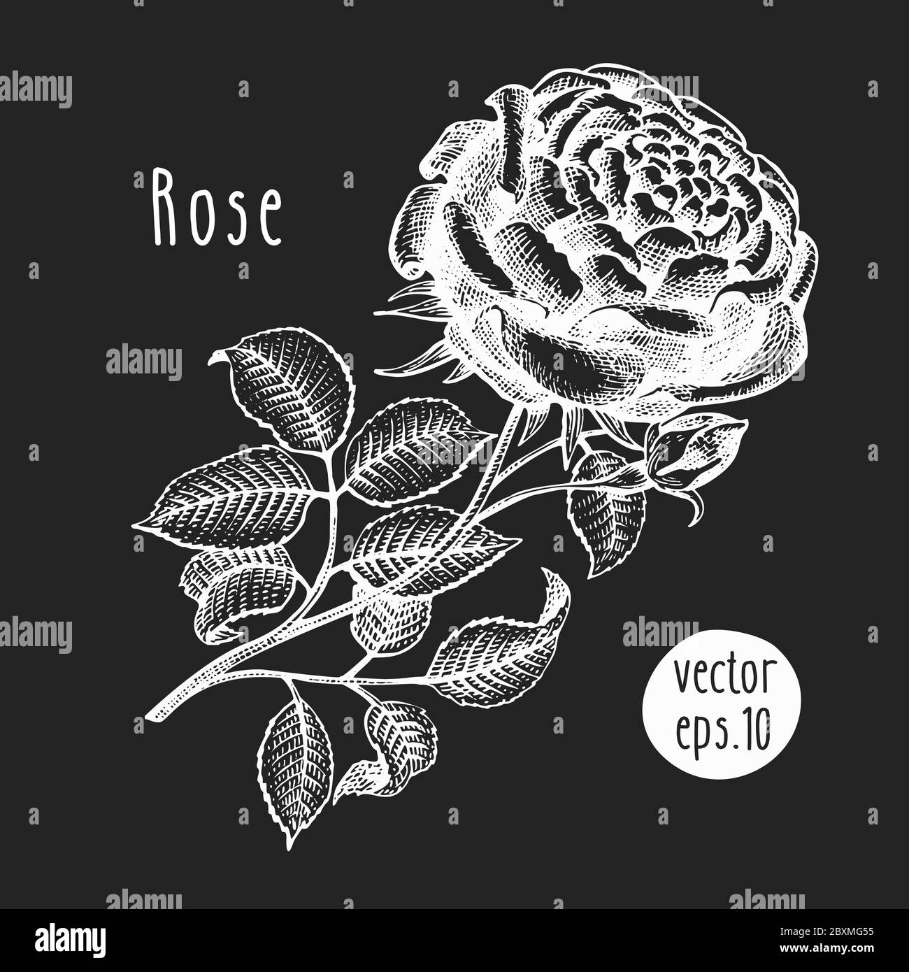 Hand drawn flower illustration. Vector rose sketch on chalk board ...