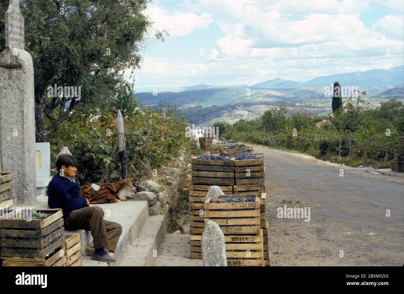Farmer with grape harvest pictured in 1974 near Burgos, Castile and ...