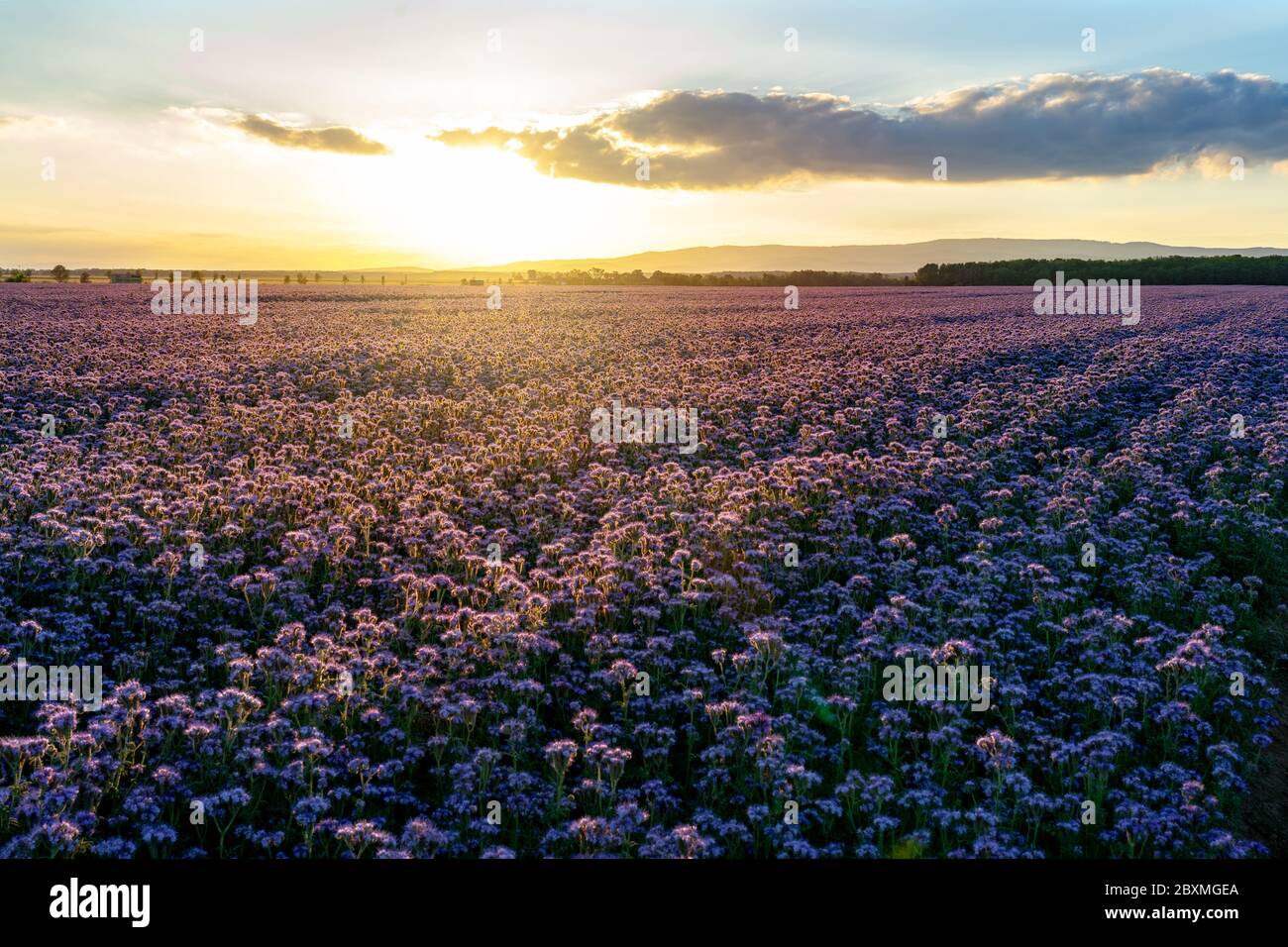 beautiful purple lila flowering phacelia field in the sunset natural ...