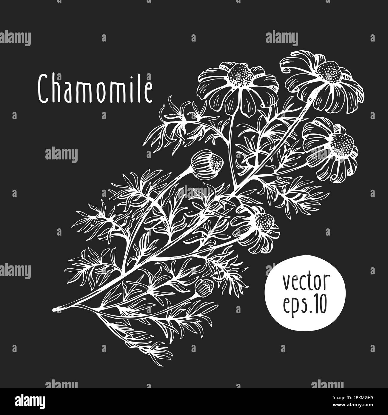 Hand drawn flower illustration. Vector chamomile sketch on chalk board ...