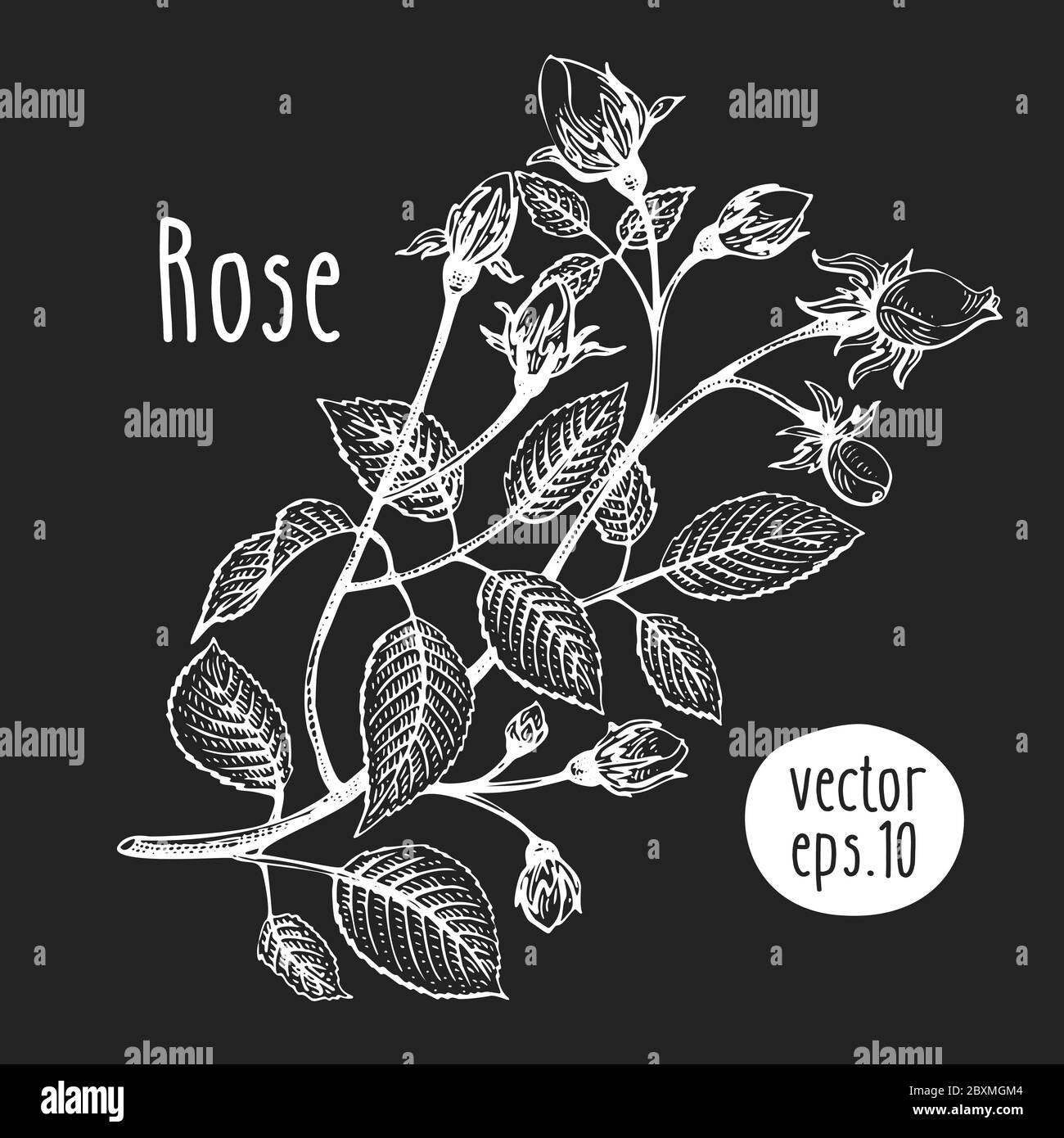 Hand drawn flower illustration. Vector rose sketch on chalk board ...