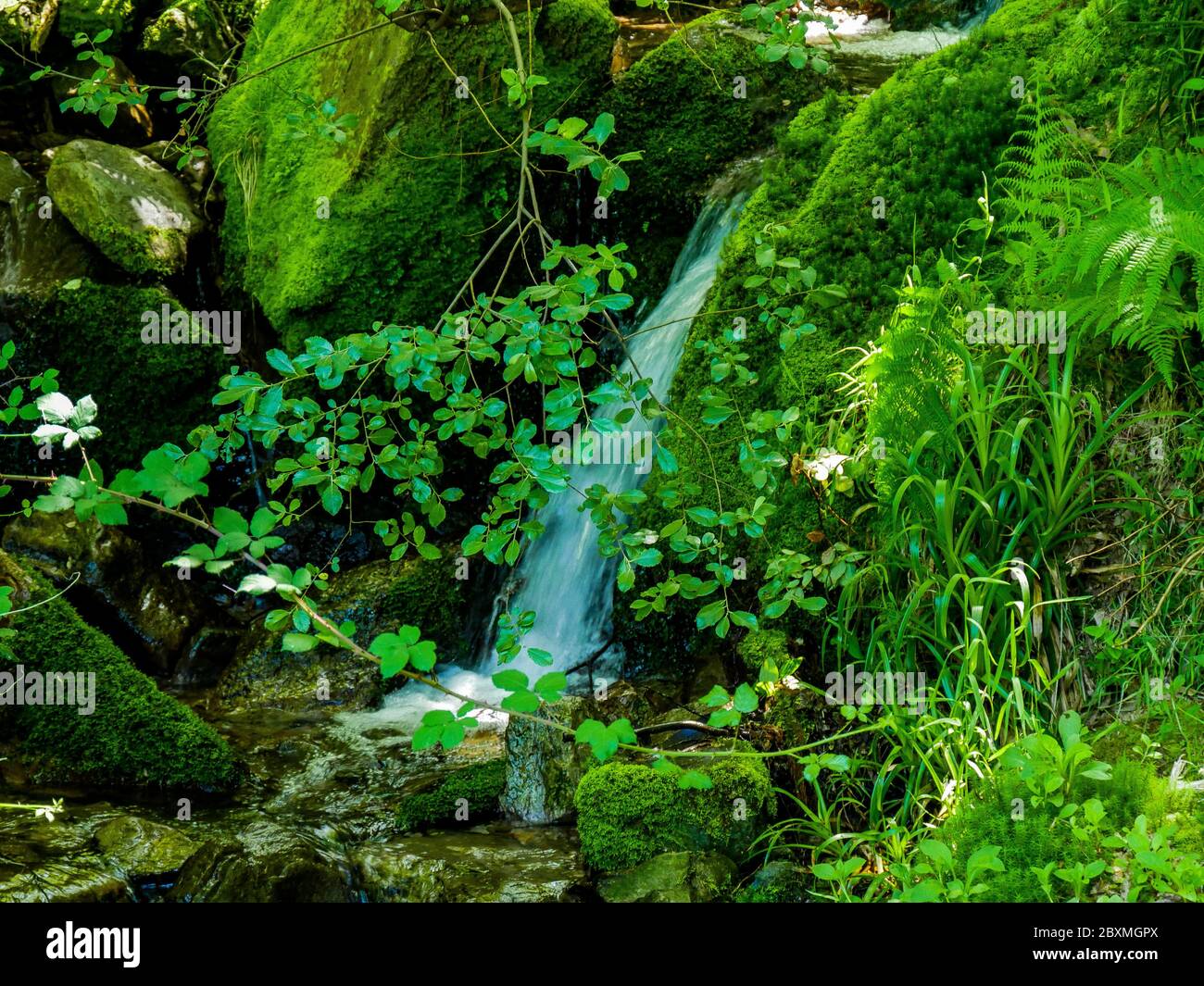 Small waterfall in a forest, just started spring (Asturias / Spain ...