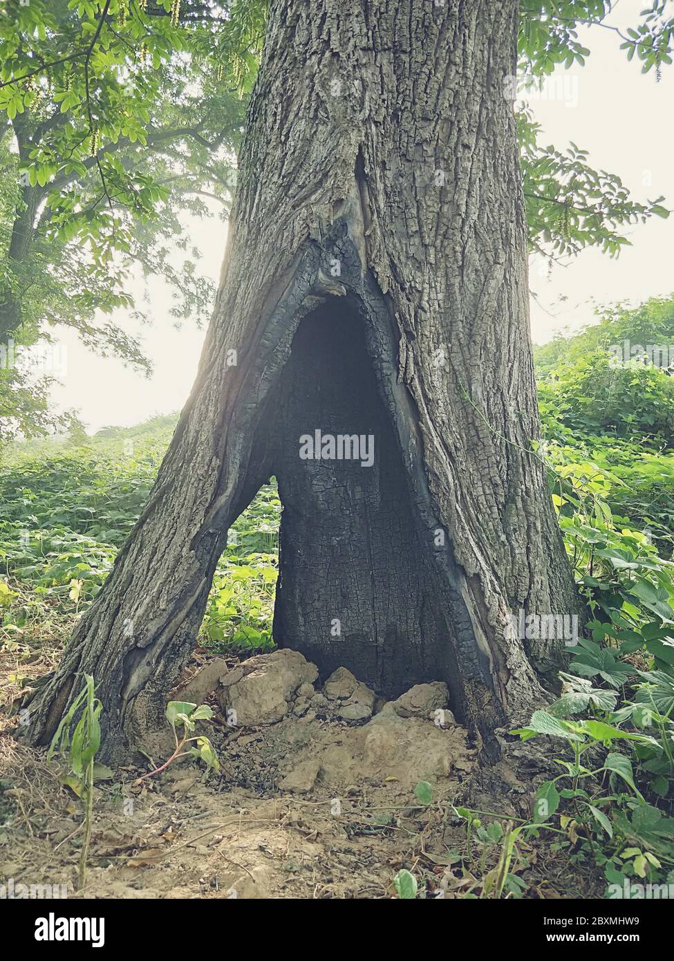 Tree hollow base tree trunk hi-res stock photography and images - Alamy