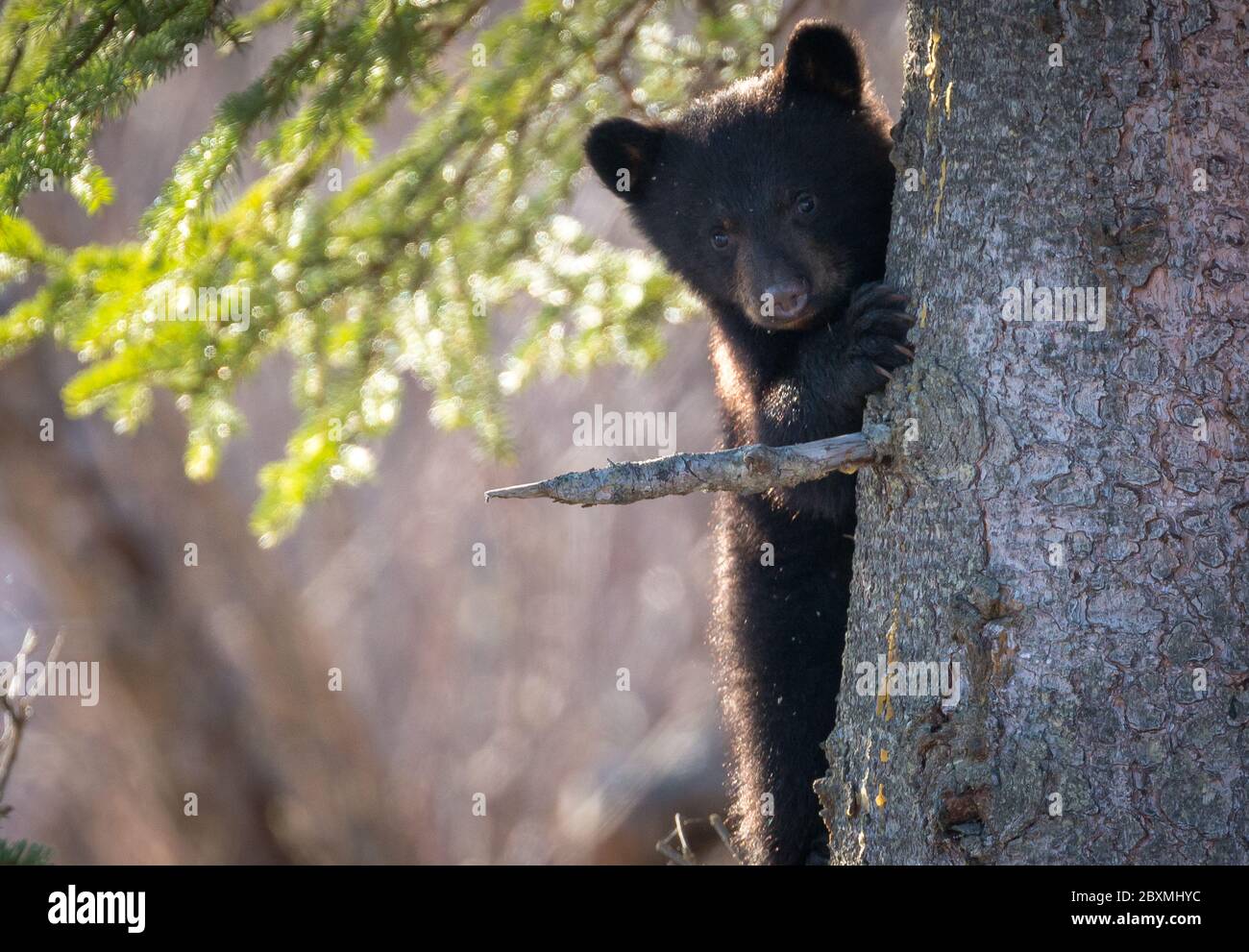 Spring scenes hi-res stock photography and images - Alamy