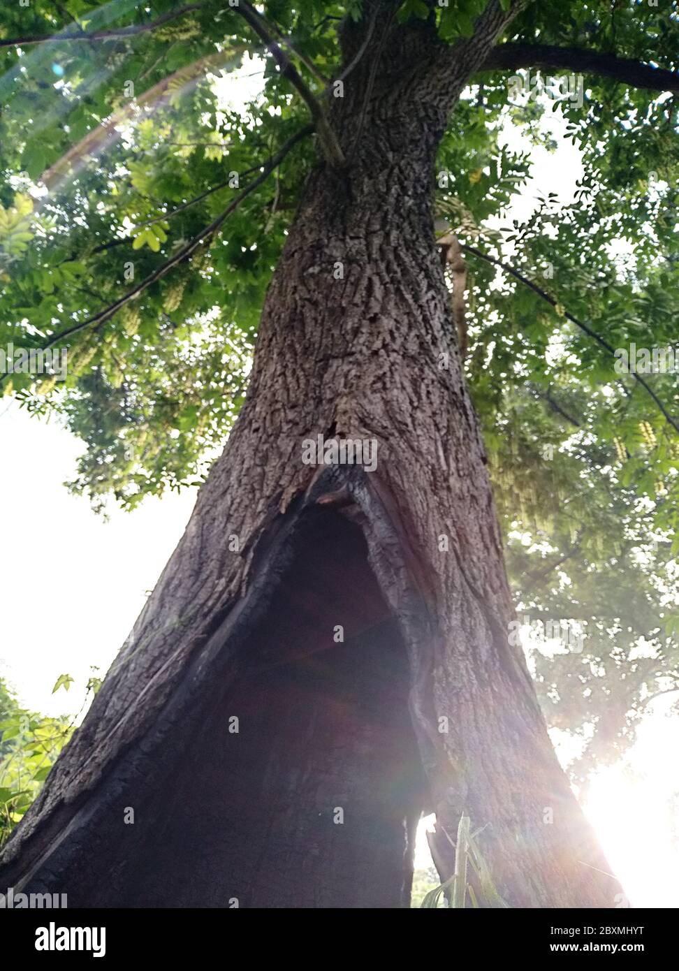 Tree Hollow Base Tree Trunk High Resolution Stock Photography and ...