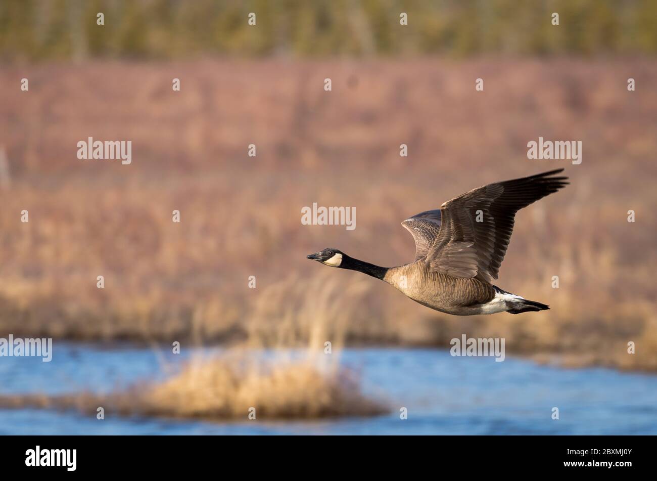 Spring scenes hi-res stock photography and images - Alamy