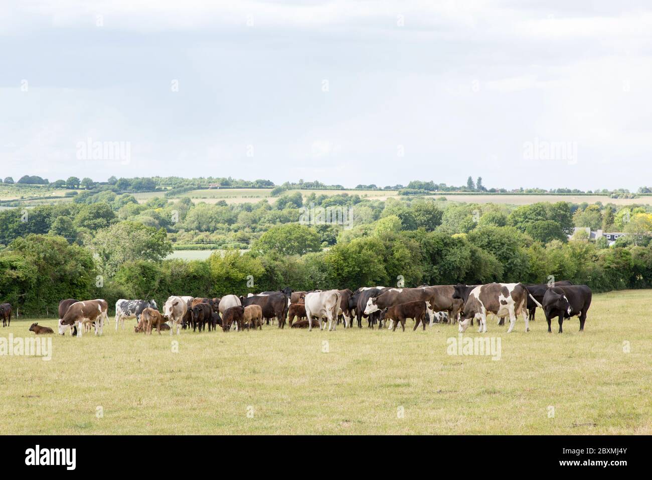 Herd of cows, Medstead, Alton , Hampshire, England, United Kingdom ...