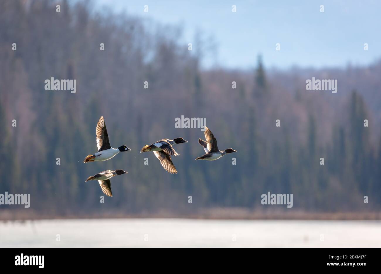 Spring scenes hi-res stock photography and images - Alamy