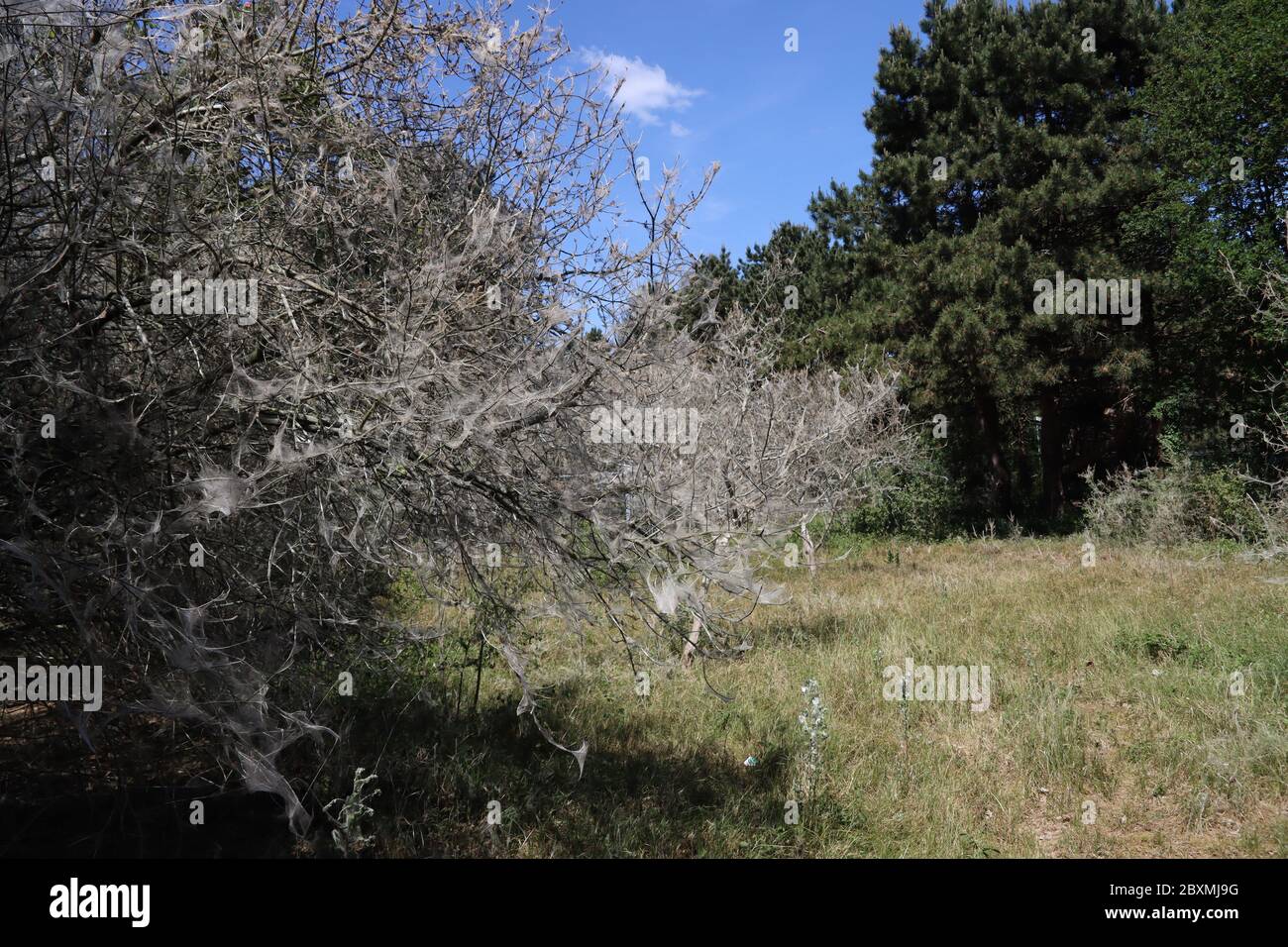 Ermine moth larva cocoon hi-res stock photography and images - Alamy