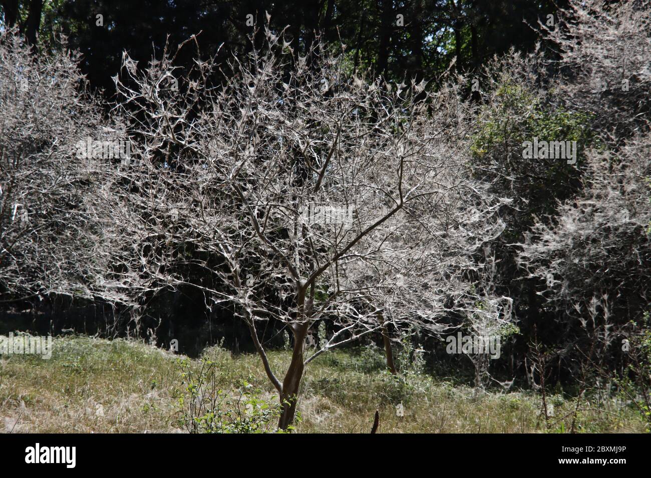 Ermine moth larva cocoon hi-res stock photography and images - Alamy