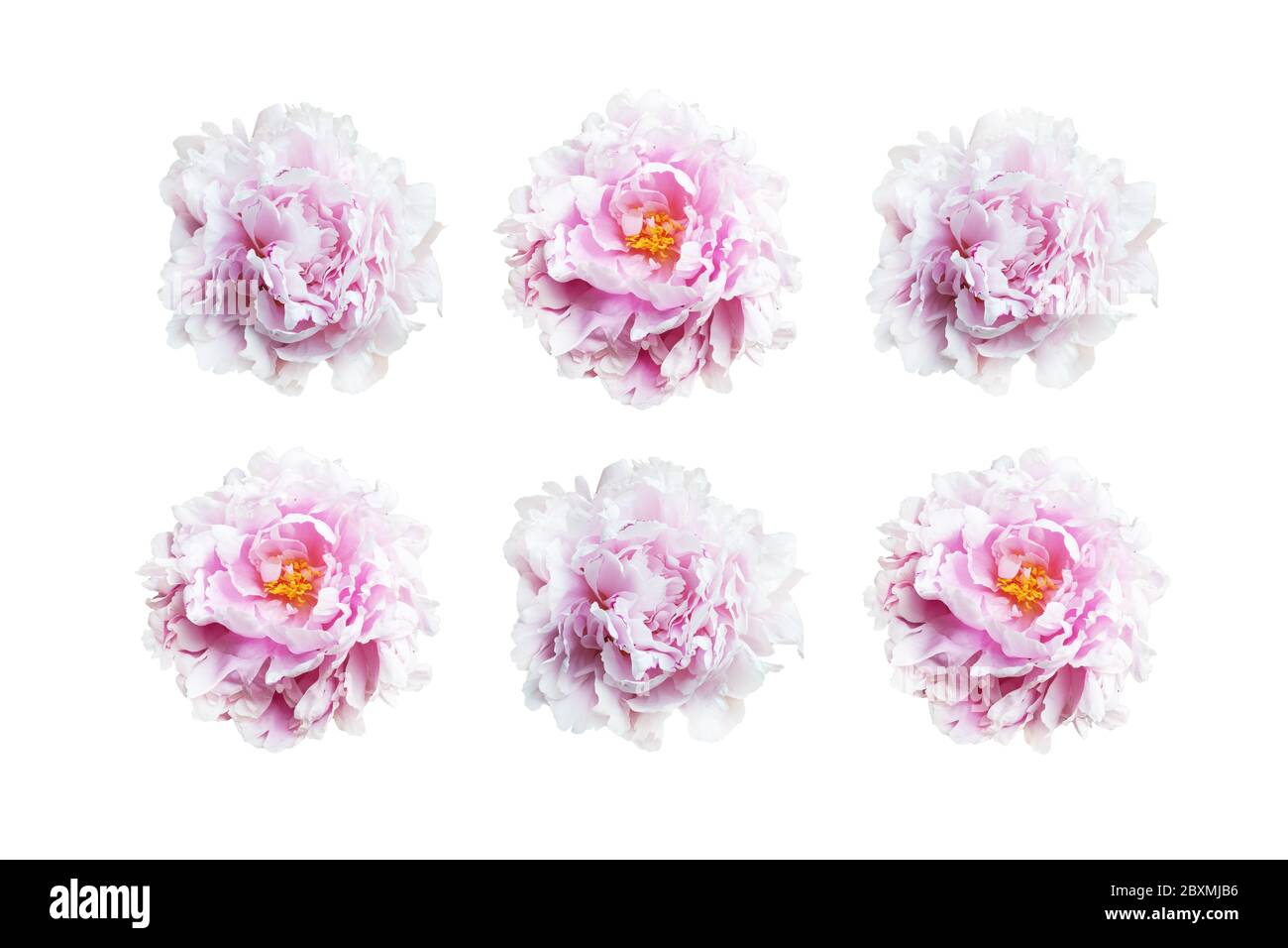 Blossom set art pattern Cut Out Stock Images & Pictures - Alamy