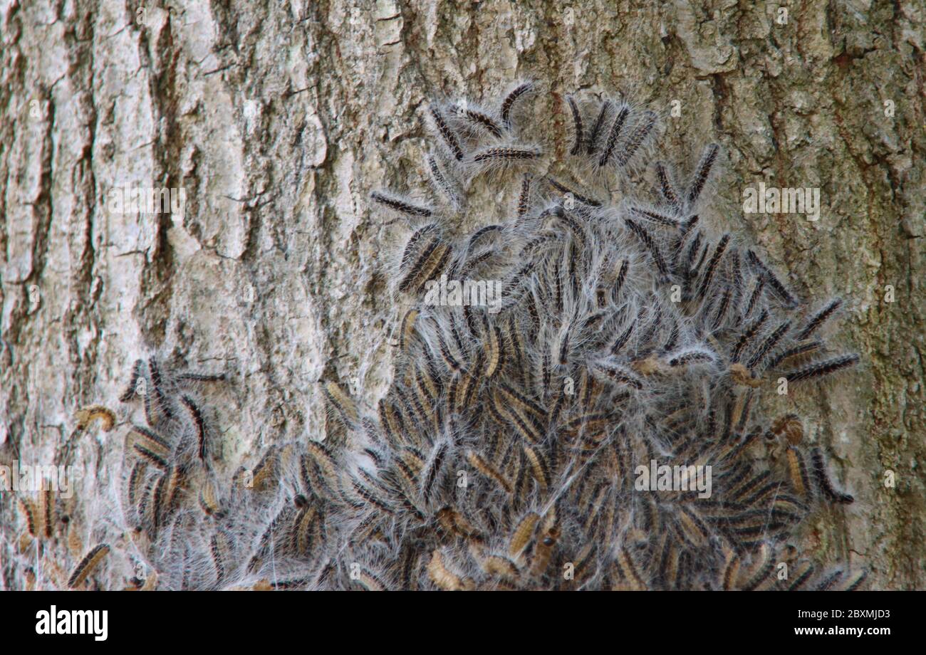 Oak processionary caterpillars in a tree where they form a nest in ...